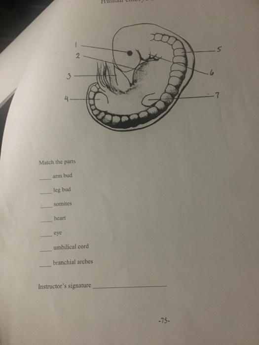 Solved Label the following structures: Male Reproductive | Chegg.com