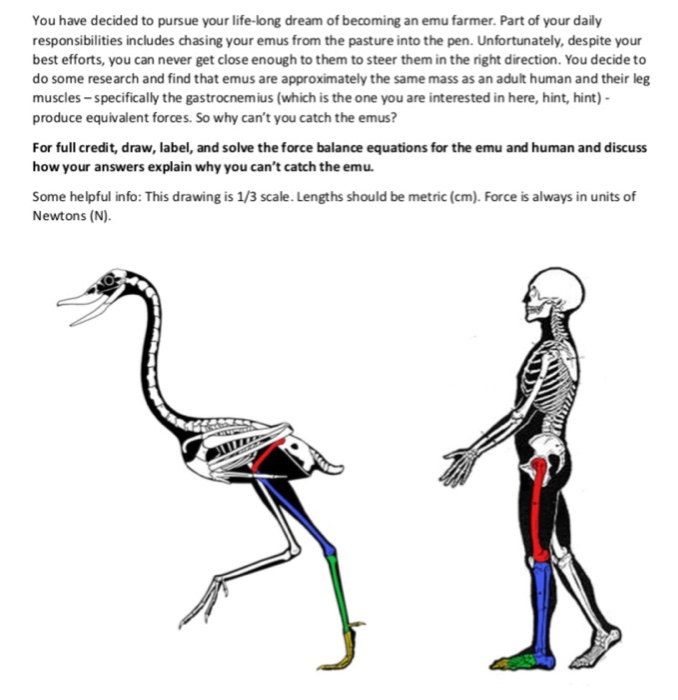 Solved If Emus and Humans are the same mass and have equal | Chegg.com