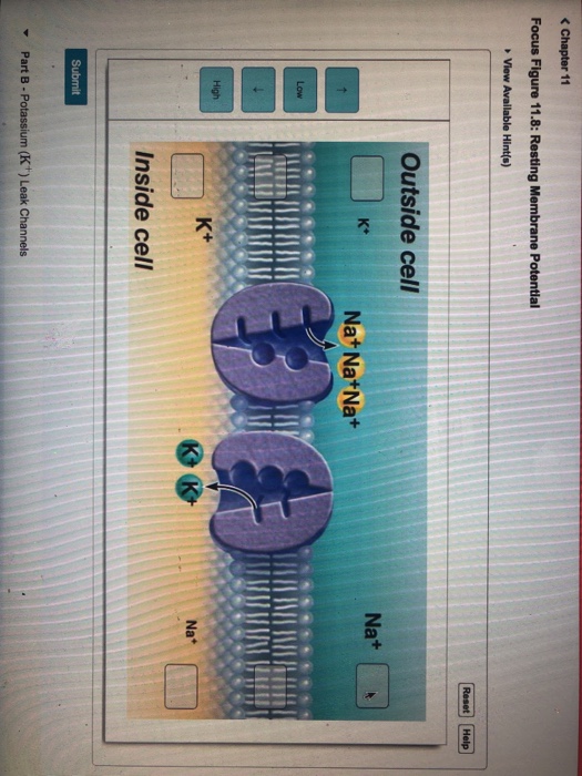 Solved Outside cell Na+ Nat NatNa+ Na Inside cell | Chegg.com