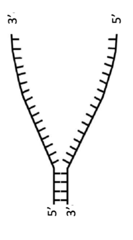 Solved For the DNA below complete the following: a. Draw and | Chegg.com