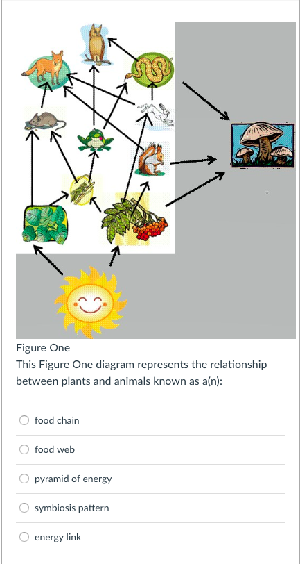 Plants Food Web Diagram Worksheet