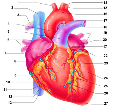 Solved Heart Anatomy & PulseBackground | Chegg.com
