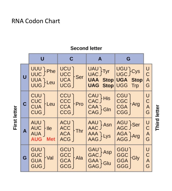 Solved There are tree main types of mutations: point | Chegg.com
