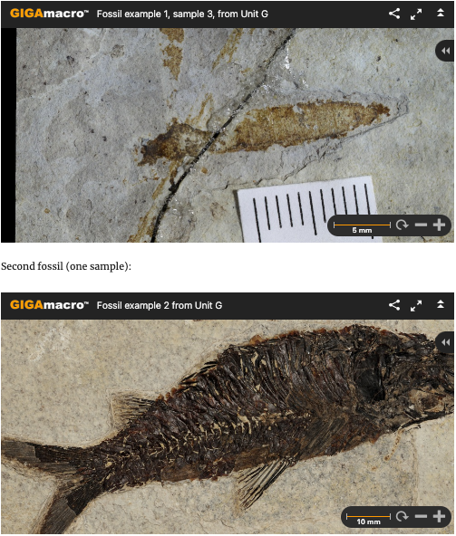 Solved Based on the fossils given in the interactive | Chegg.com
