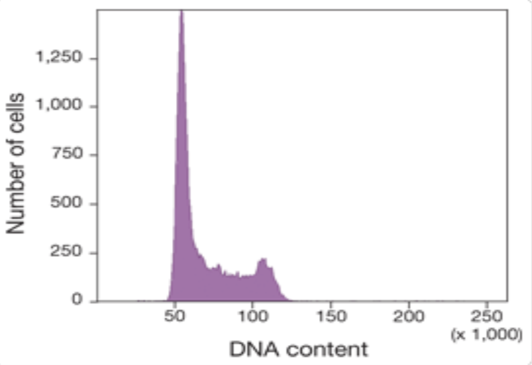 Solved Cellular DNA content is usually constant and | Chegg.com