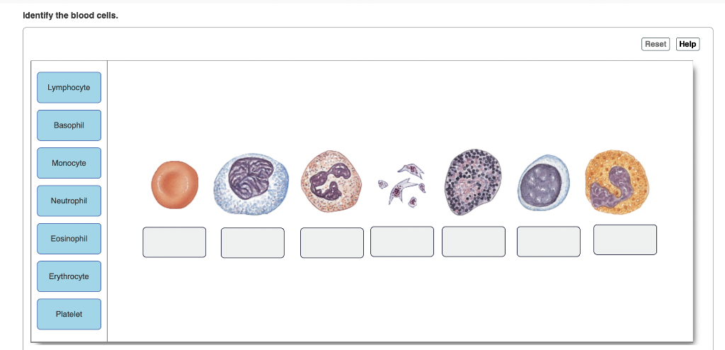 Solved Identify the blood cells. Reset Help Lymphocyte | Chegg.com