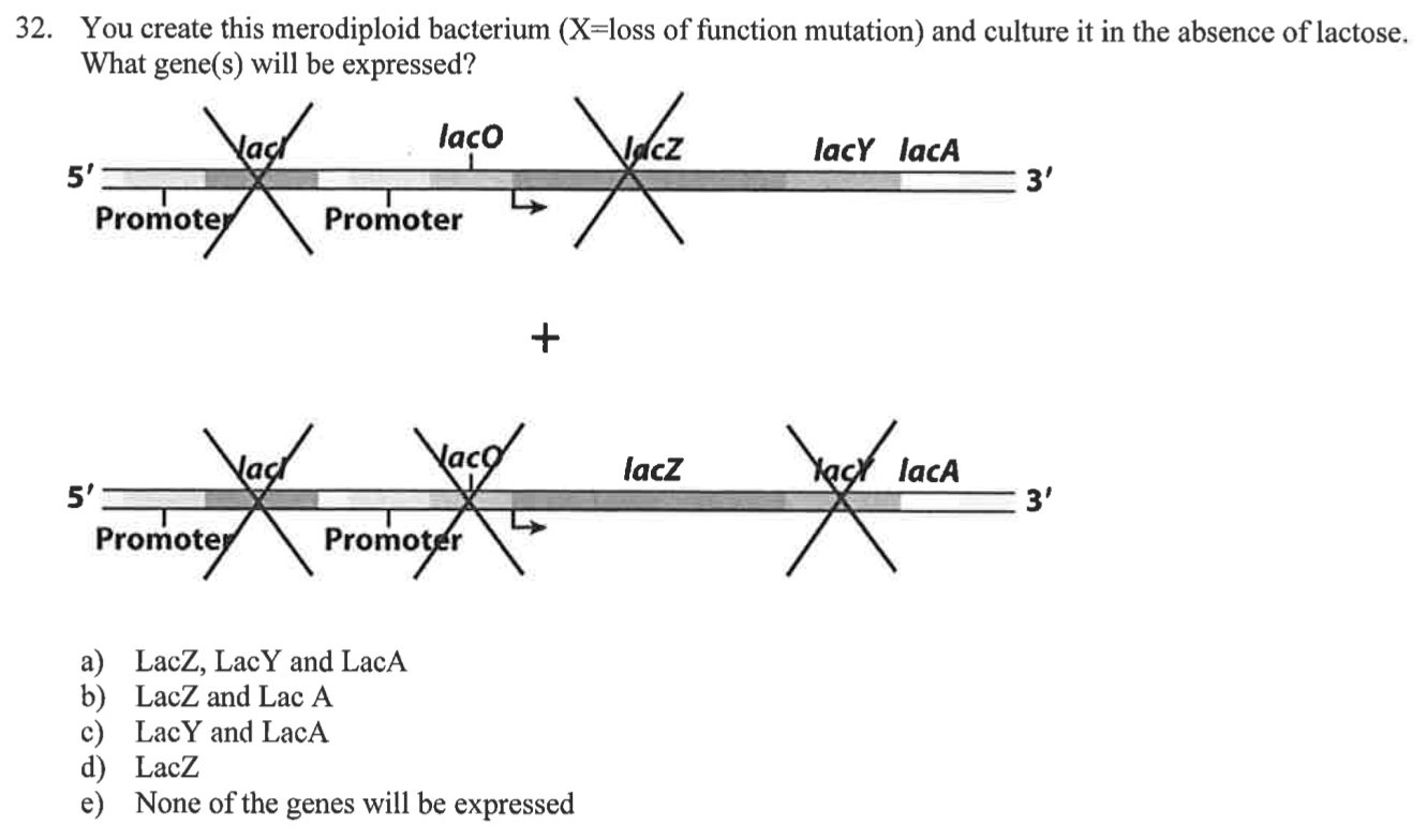 Solved 32. You create this merodiploid bacterium (X=loss of | Chegg.com