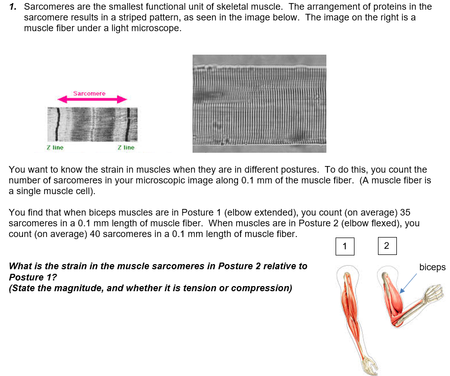 Solved 1. Sarcomeres are the smallest functional unit of | Chegg.com