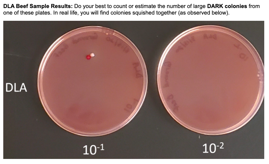 2. Determine the E. coli count by using a DLA plate | Chegg.com