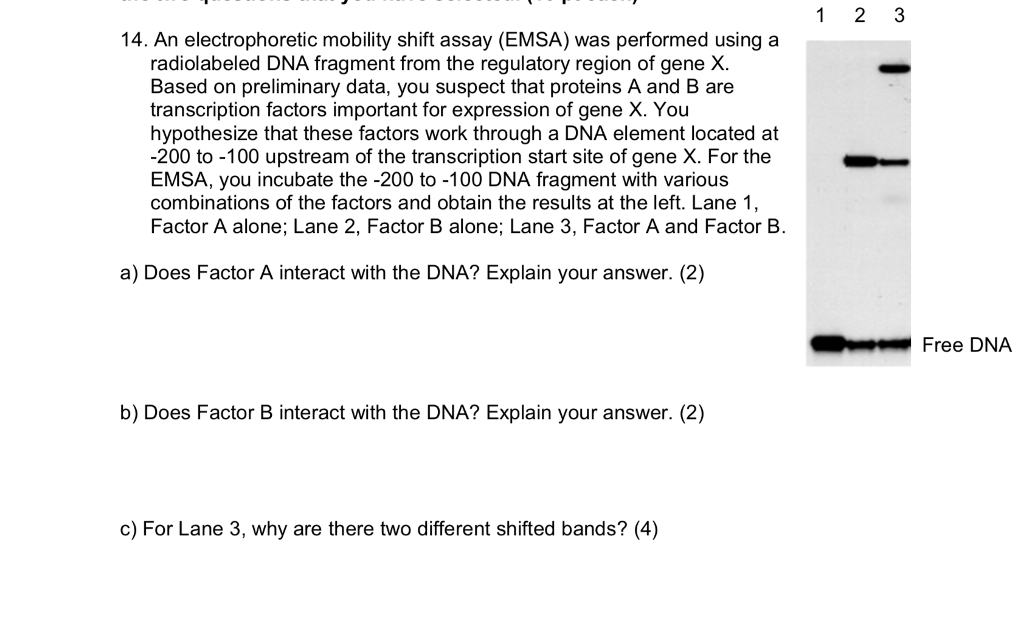 Solved 14. An electrophoretic mobility shift assay (EMSA) | Chegg.com