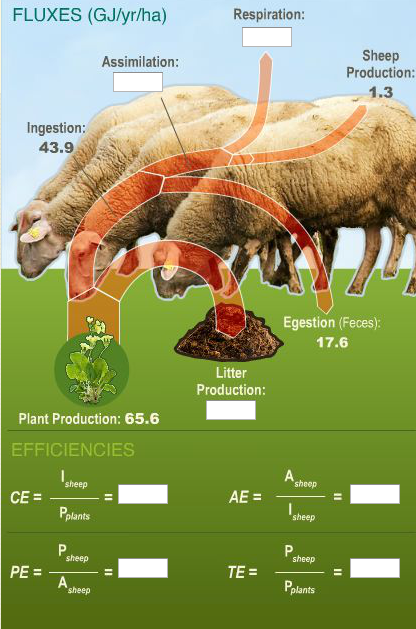 Solved FLUXES (GJlyr/ha) Respiration: Sheep Production: | Chegg.com