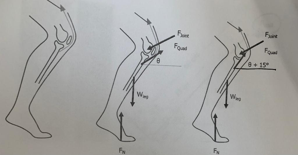 Solved During crouch the patella helps create a moment arm | Chegg.com