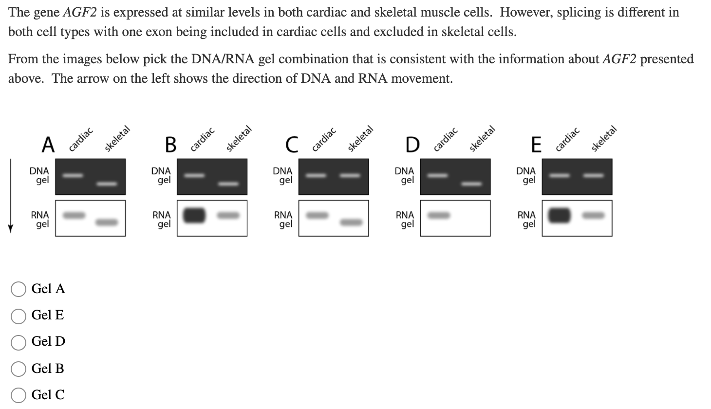 Solved The gene AGF2 is expressed at similar levels in both | Chegg.com