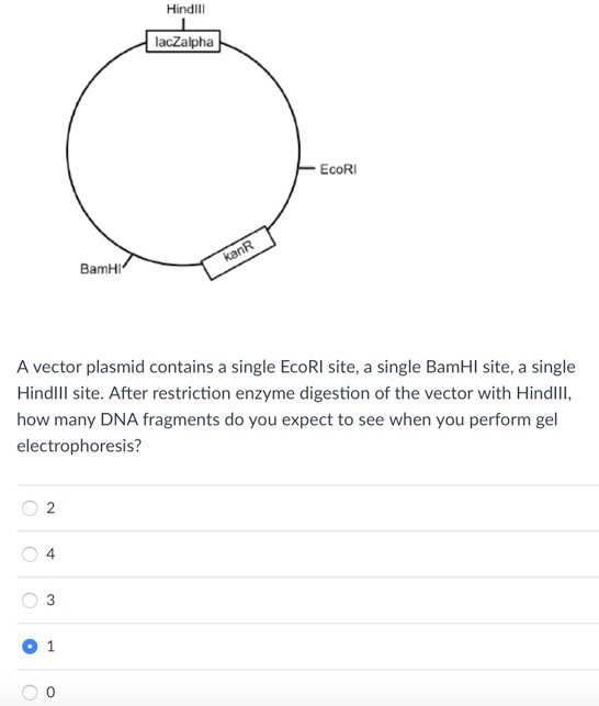 Solved Hindlll lacZalpha EcoRI BamHl A vector plasmid | Chegg.com