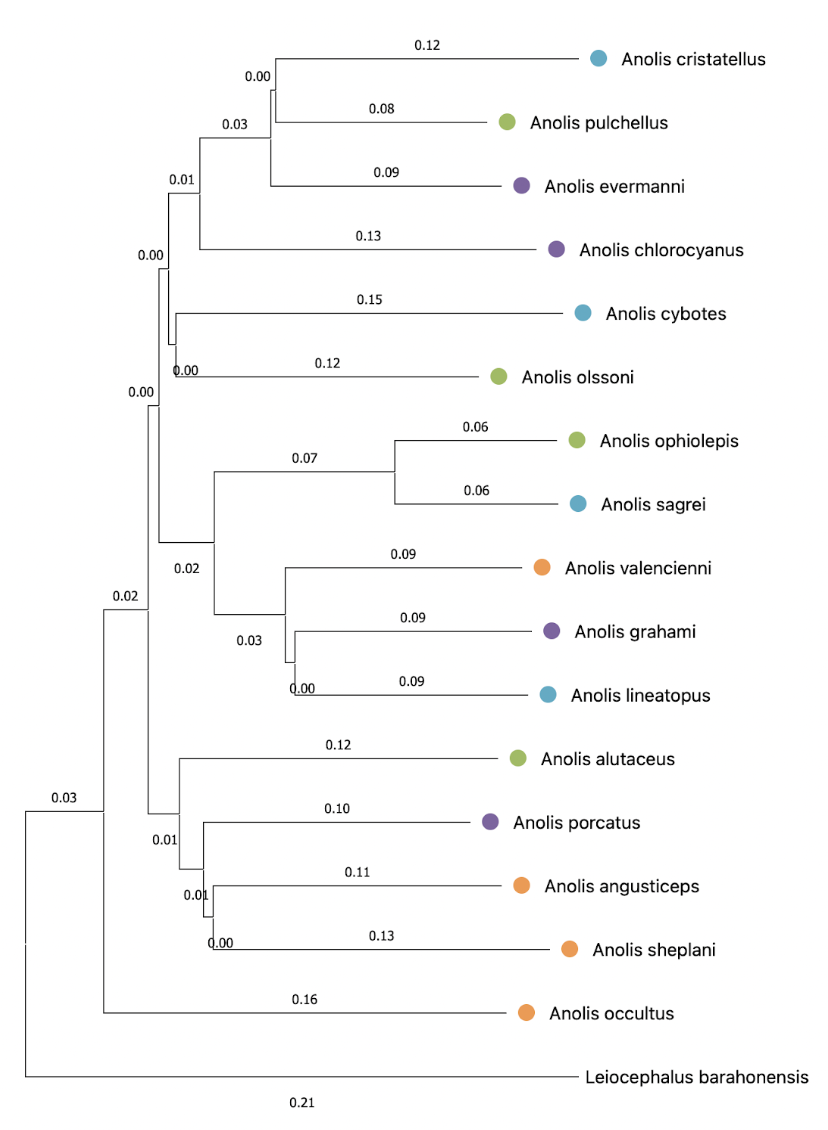 Solved Ecomorph Tree: Species labels and branches are | Chegg.com