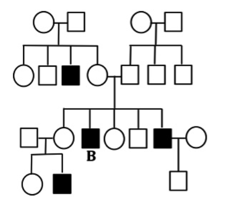 Solved The pedigree below shows the inheritance of a very | Chegg.com
