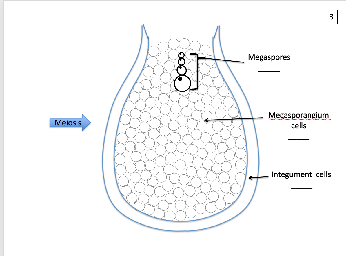Solved 1 Megaspore mother cell Megasporangium cells | Chegg.com