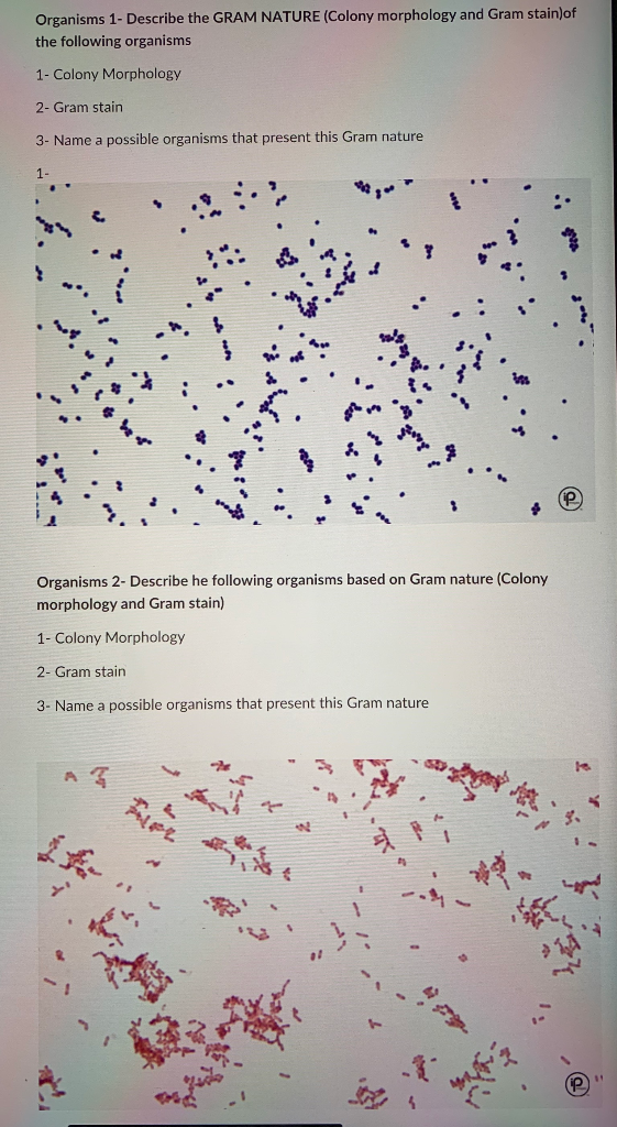 Solved Organisms 1- Describe the GRAM NATURE (Colony | Chegg.com