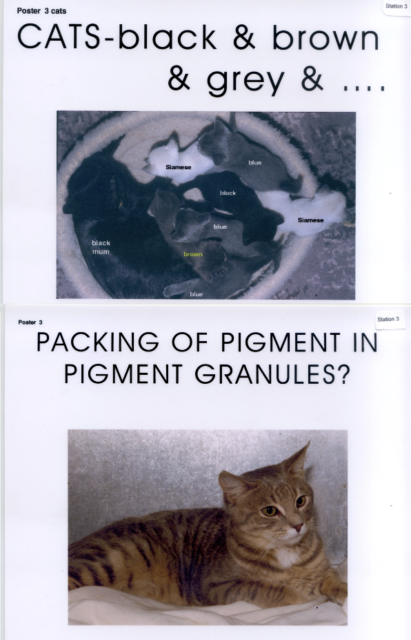 Solved What is the genotype of the tabby cat with respect to | Chegg.com