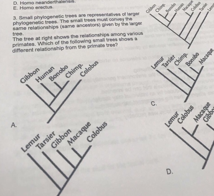 Solved D. Homo neanderthalensis. E. Homo erectus. 3. Small | Chegg.com