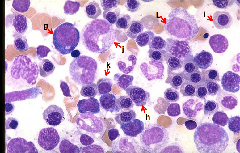 Identify Cell F through L | Chegg.com