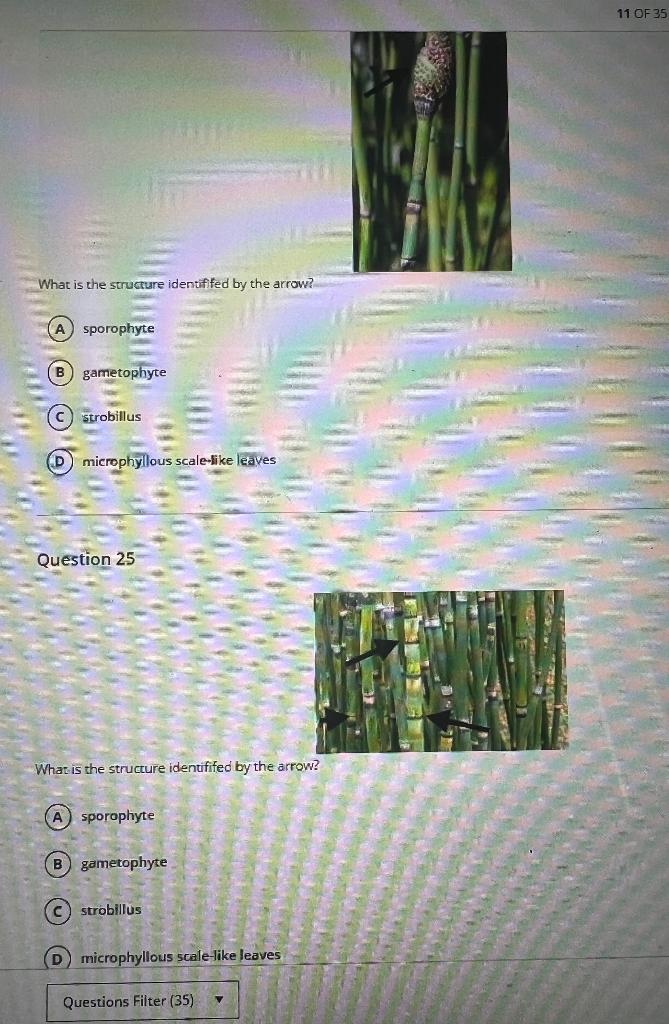 Solved What is the structure identififed by the arrow? A | Chegg.com
