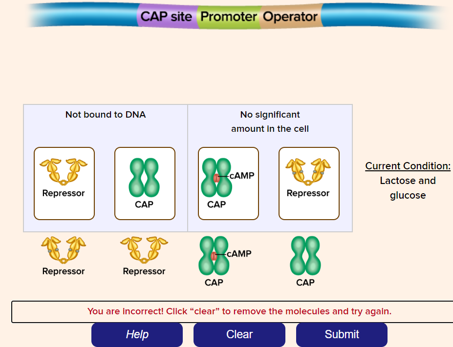 Solved CAP site Promoter Operator Current Condition: Lactose | Chegg.com