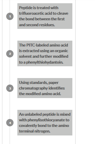 Solved The Edman degradation is able to sequence up to 50 | Chegg.com