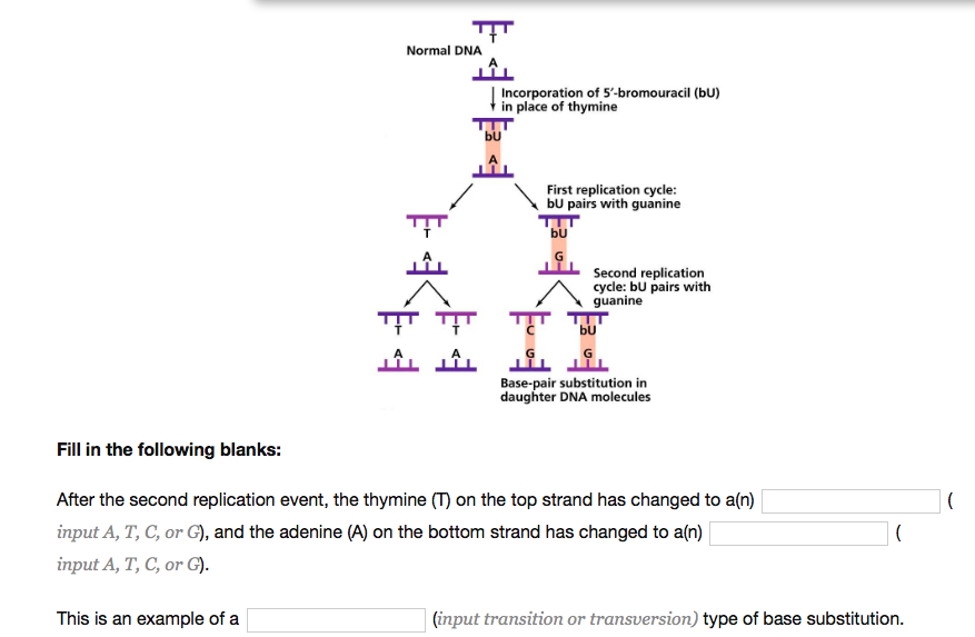 Solved Base analogs are a class of chemical mutagens that | Chegg.com