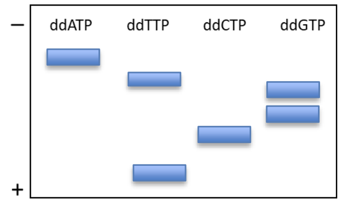 Solved What is the coding sequence for the gel from Sanger | Chegg.com
