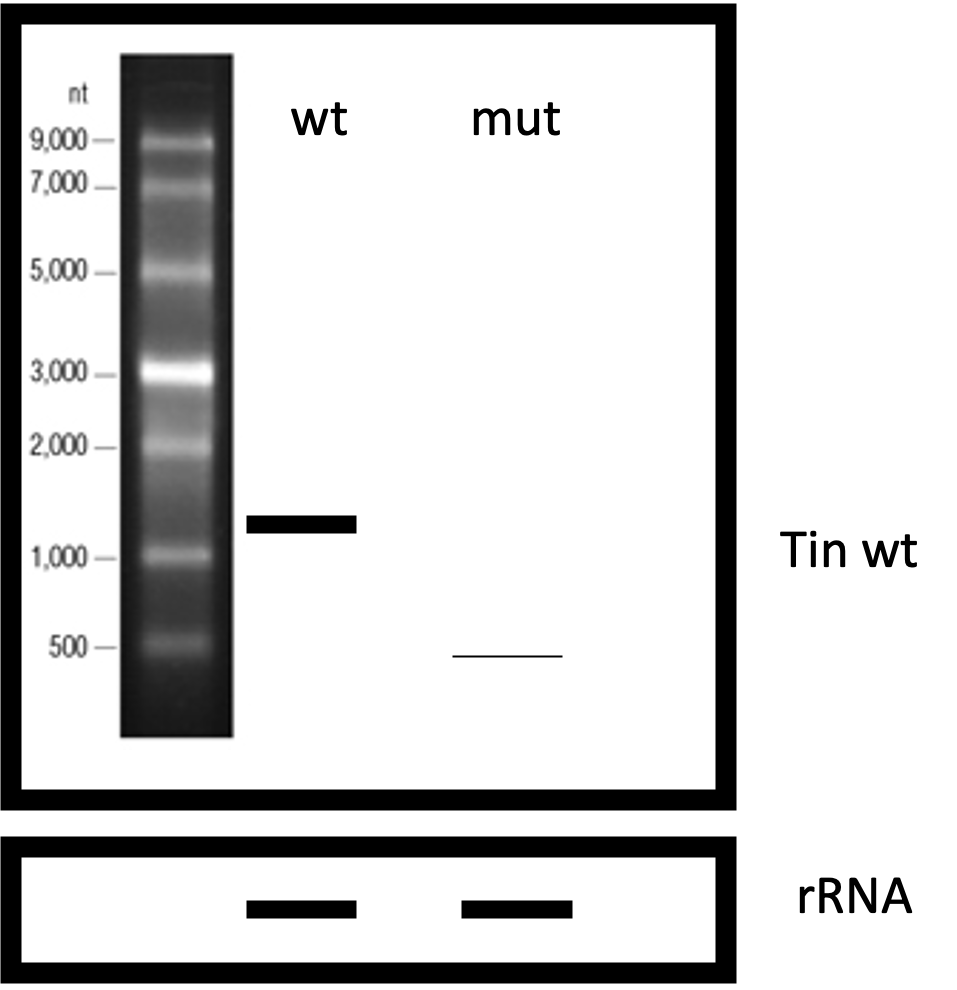 Solved RNA is extracted and the following Northern blot | Chegg.com