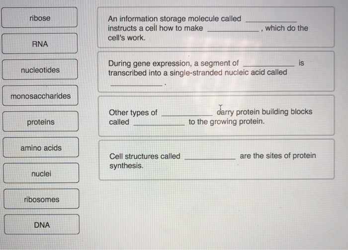 Solved ribose An information storage molecule called | Chegg.com