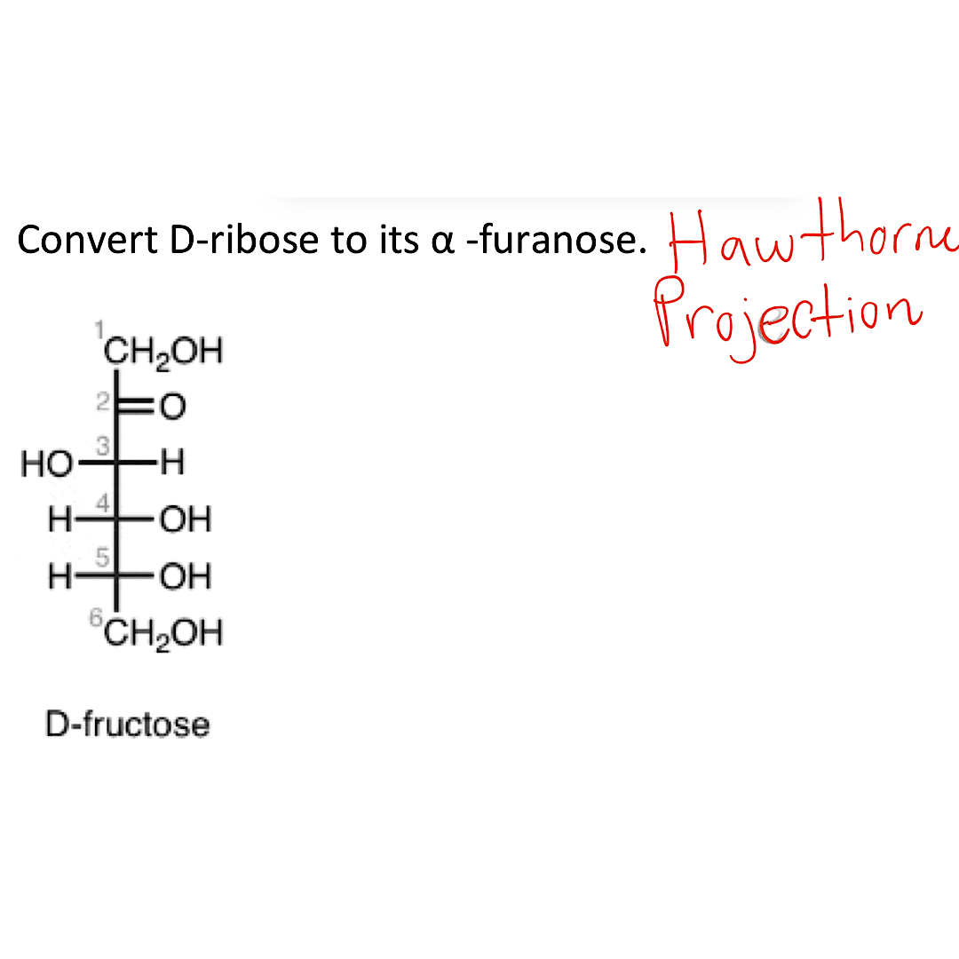 Solved Convert D-ribose to its α-furanose. Hawthorm | Chegg.com