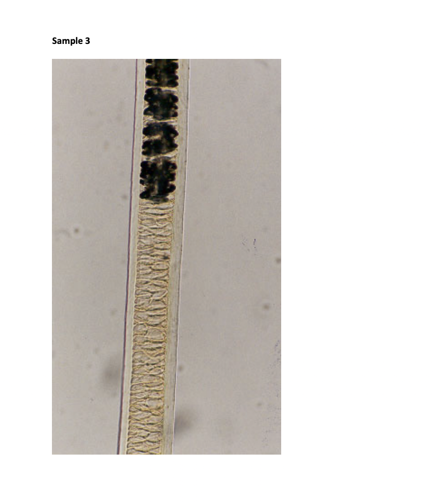 Solved Sample 3 Sample 4 | Chegg.com