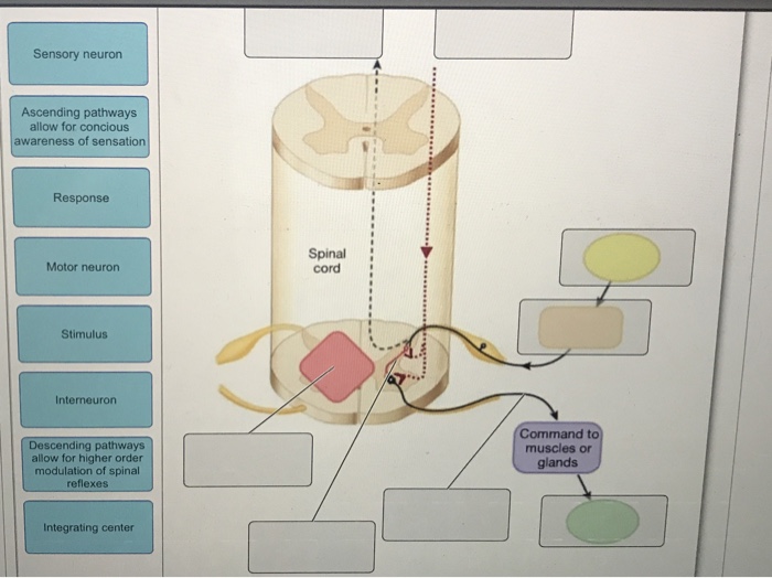 Solved Sensory neuron Ascending pathways allow for concious | Chegg.com