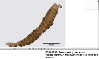 Solved mm IZ.088793: Prostoma graecense Whole mount. A | Chegg.com