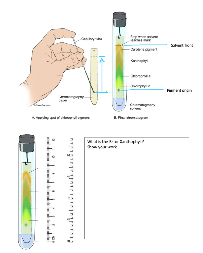 Solved Capillary tube Stop when solvent reaches mark Solvent | Chegg.com