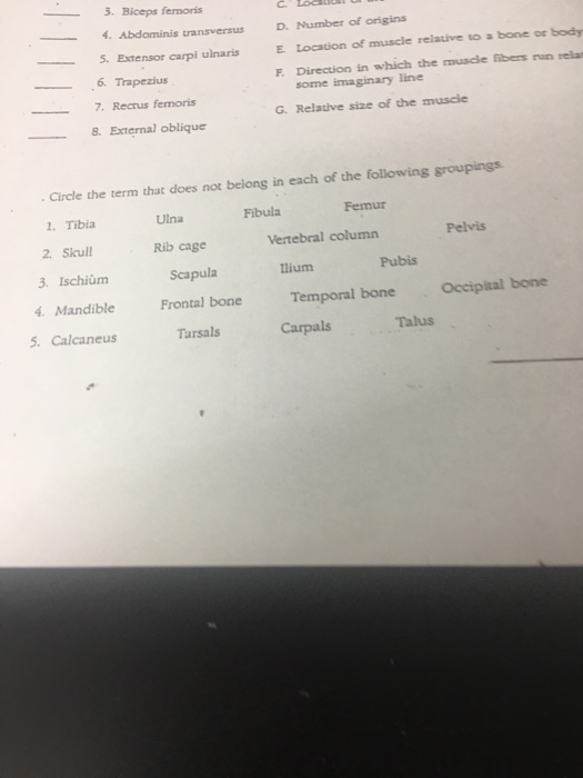 Solved Circle the term that does not belong in each of the | Chegg.com