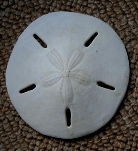 Solved Here are test from a sea urchin and a sand dollar. | Chegg.com