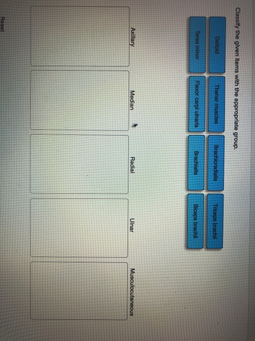 Solved classify the given items with the appropriate group | Chegg.com Solved classify the given items with the appropriate group | Chegg.com