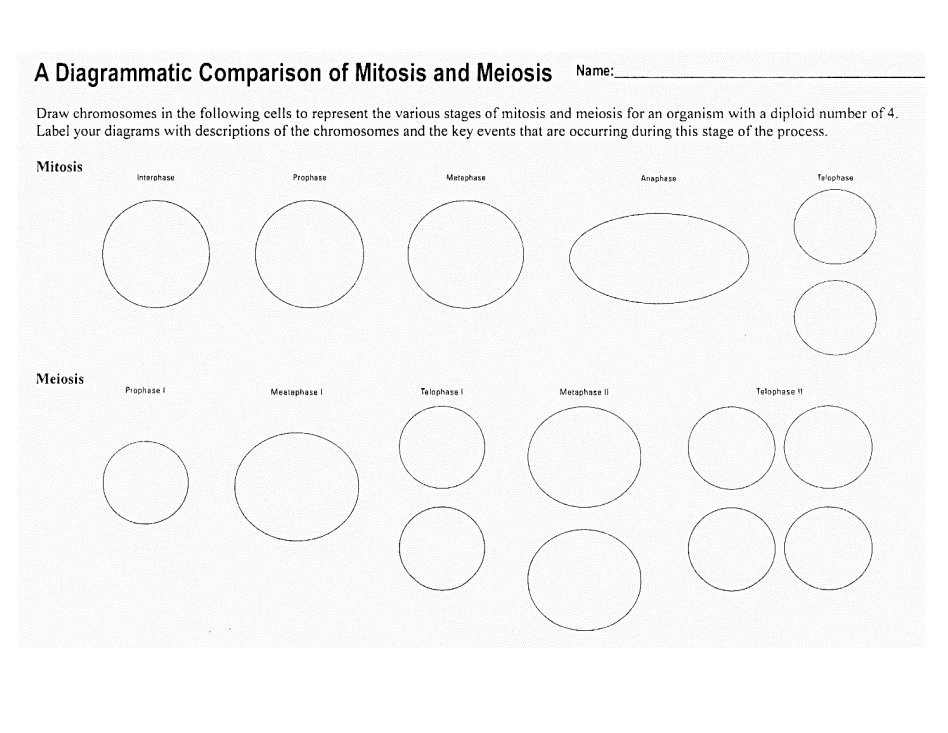 Solved A Diagrammatic Comparison of Mitosis and | Chegg.com