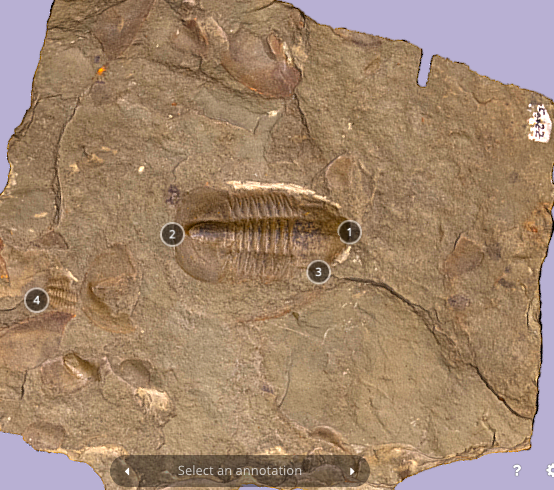 Solved Redwall Limestone (-340-320 Ma) The Redwall Limestone | Chegg.com