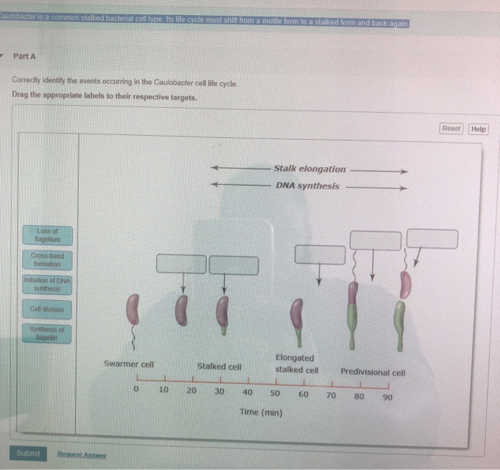 Solved a common stalked bacterial cell type. Its life cydle | Chegg.com