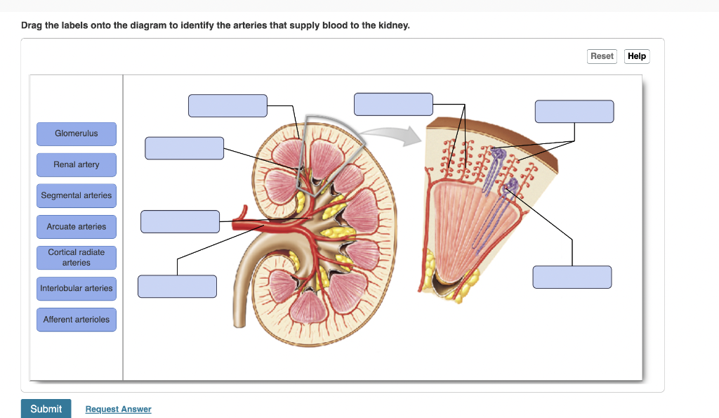 Solved Drag The Labels To The Appropriate Location In The
