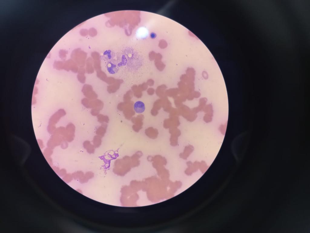 Solved please label and annotate on the following images the | Chegg.com