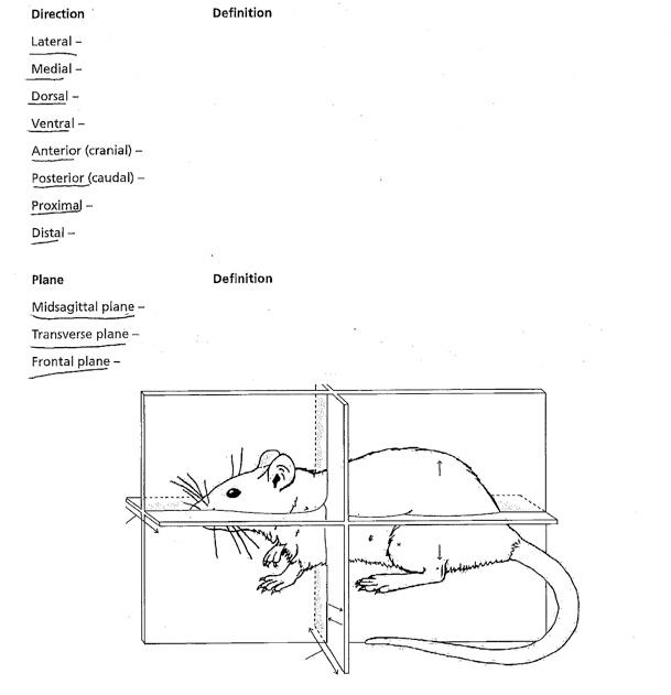 Solved Definition Direction Lateral- Medial Dorsal - Ventral | Chegg.com