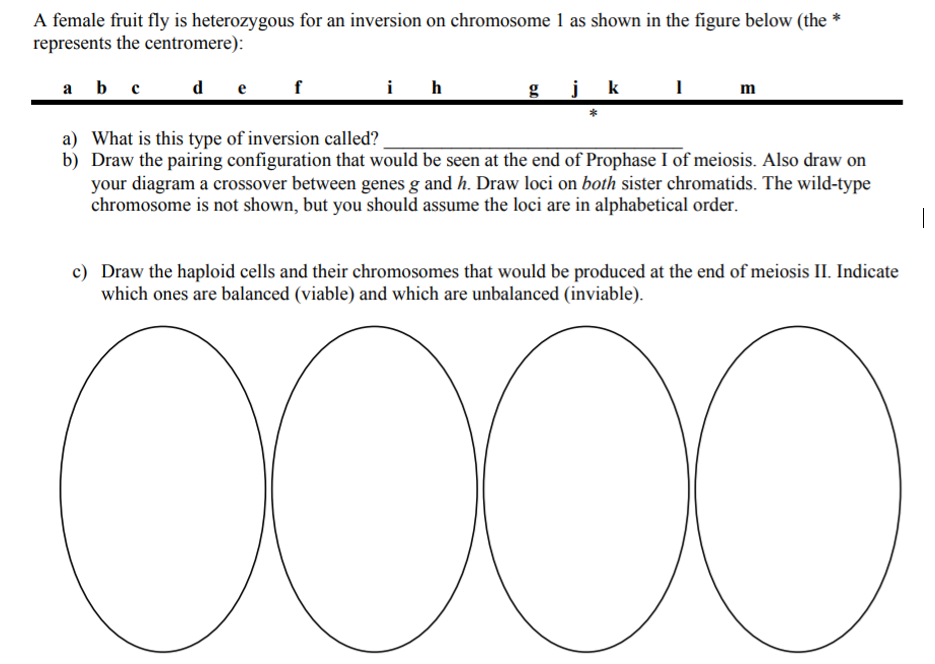 Solved A Female Fruit Fly Is Heterozygous For An Inversion 5693