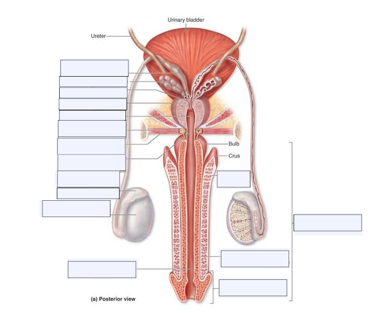 Solved Urinary bladder | Chegg.com