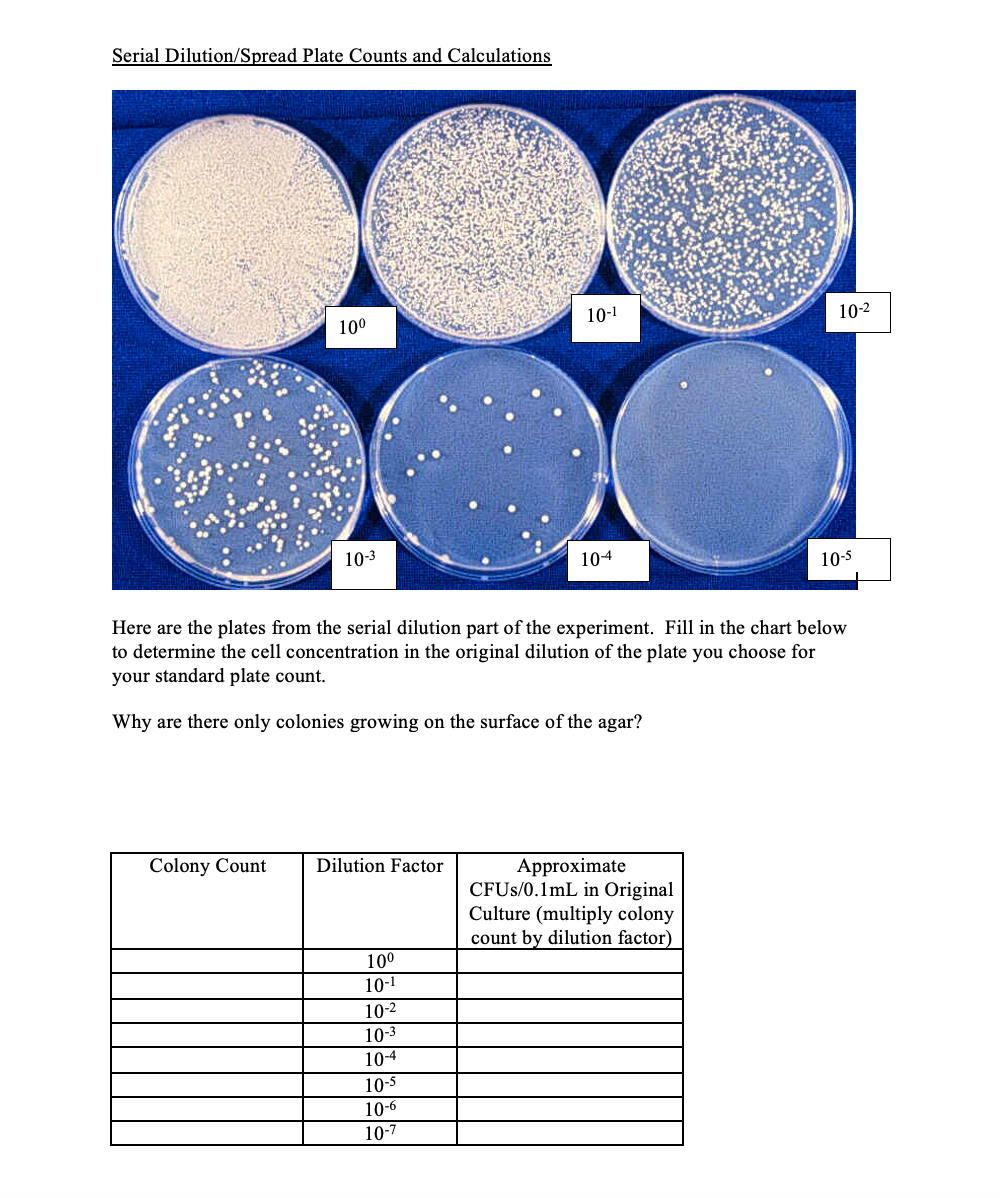 Solved Serial Dilution/Spread Plate Counts and Calculations | Chegg.com