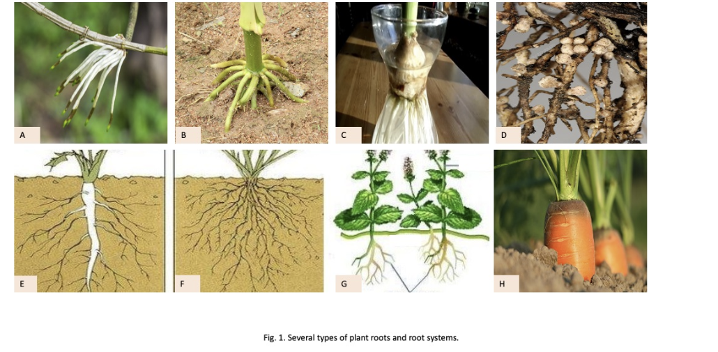 Please help me match the types of roots and root | Chegg.com